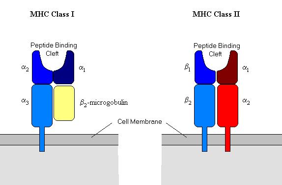 The Mhc